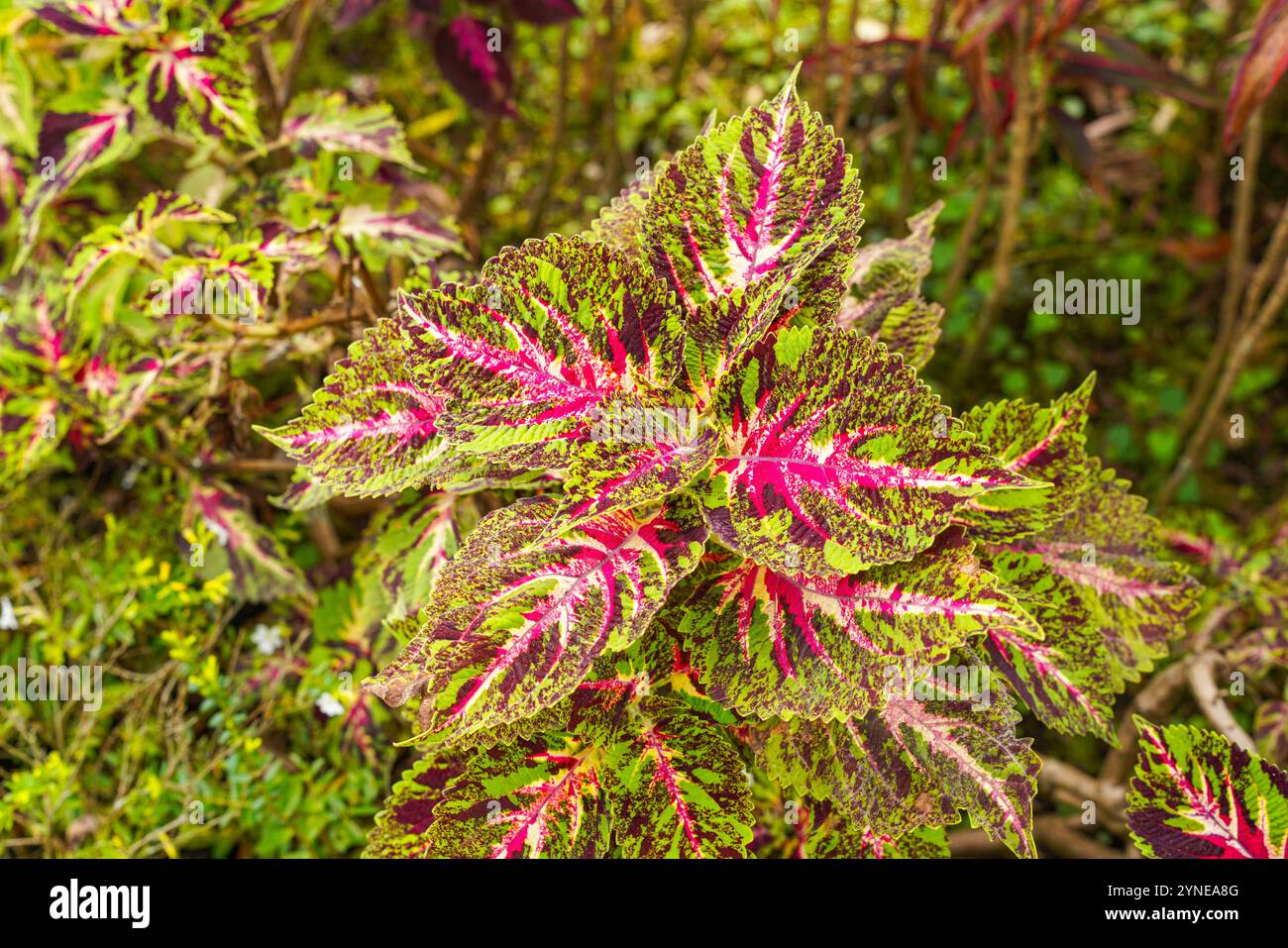 Coleus scutellarioides, commonly known as coleus, is a species of ...