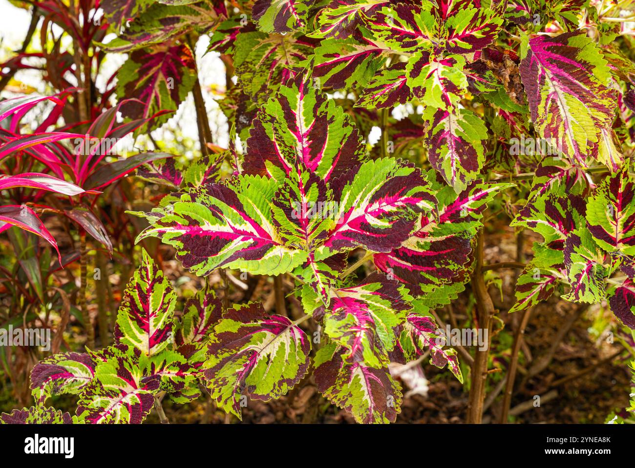 Coleus scutellarioides, commonly known as coleus, is a species of ...