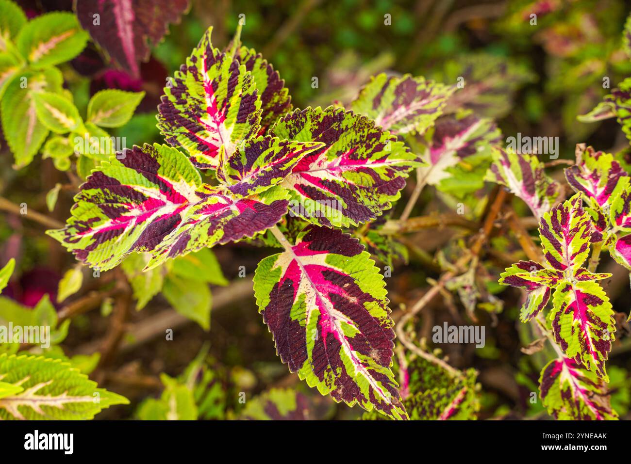 Coleus scutellarioides, commonly known as coleus, is a species of ...