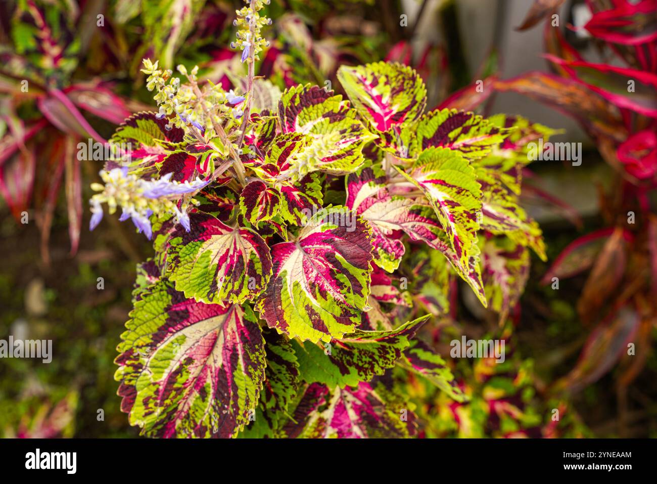 Coleus scutellarioides, commonly known as coleus, is a species of ...