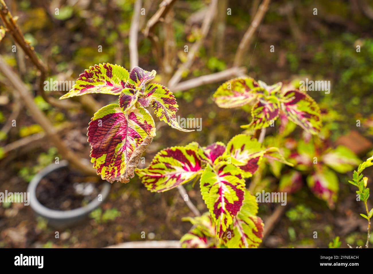 Coleus scutellarioides, commonly known as coleus, is a species of ...