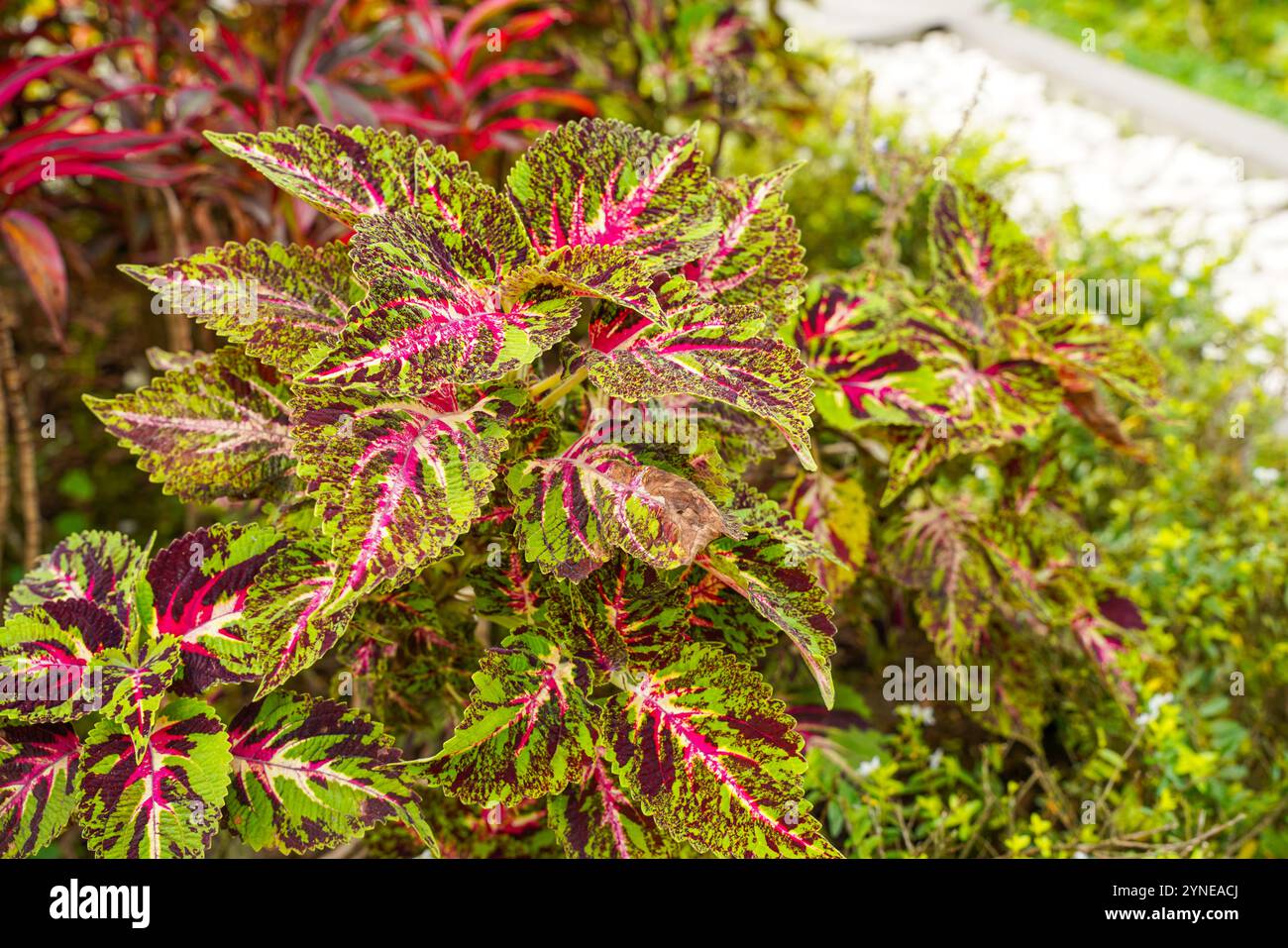 Coleus scutellarioides, commonly known as coleus, is a species of ...