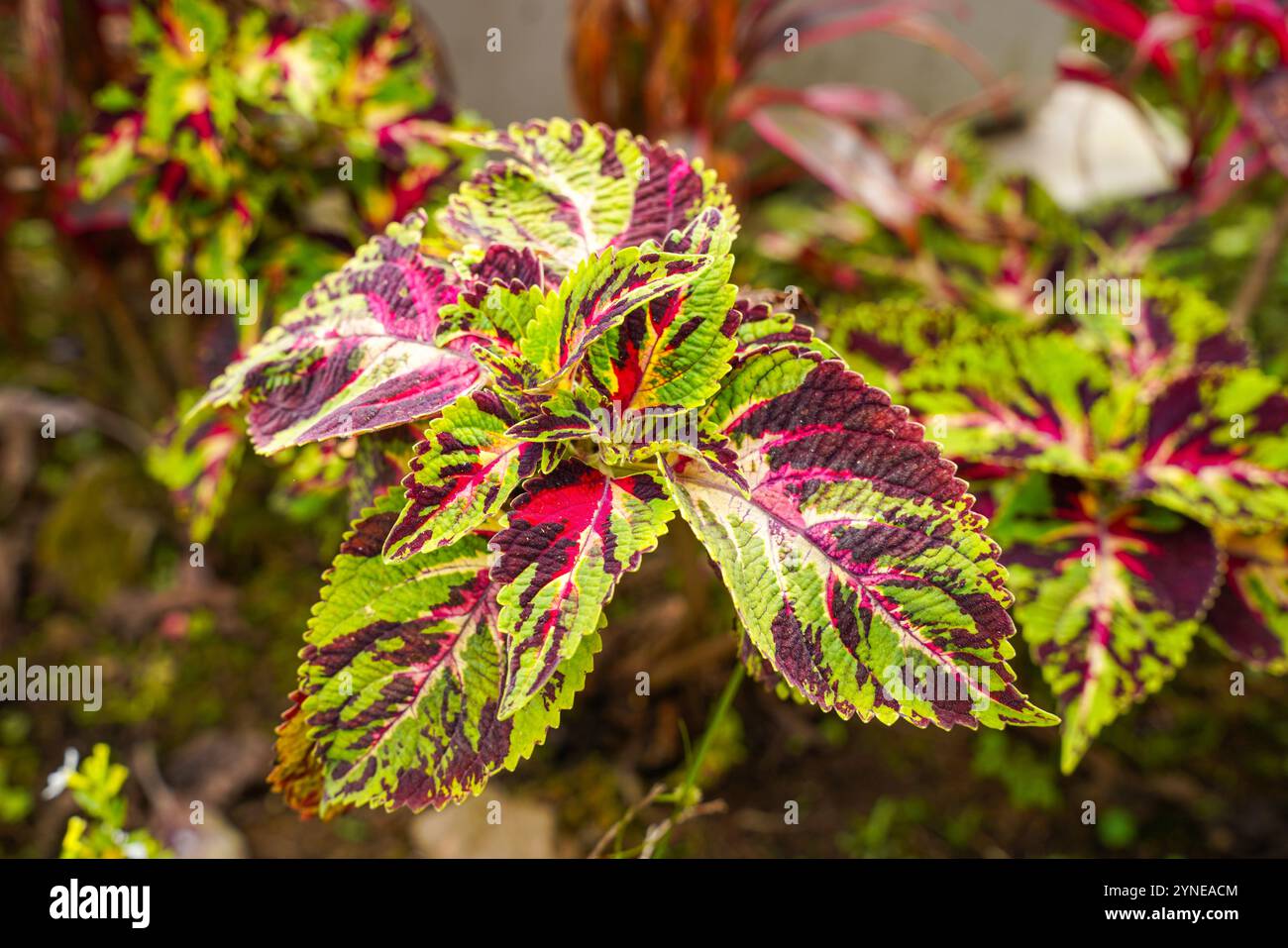Coleus scutellarioides, commonly known as coleus, is a species of ...