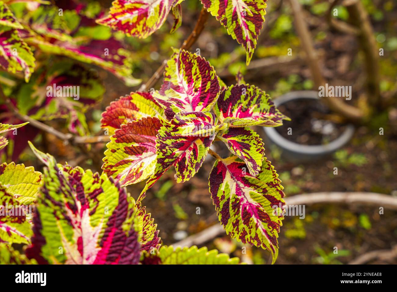 Coleus scutellarioides, commonly known as coleus, is a species of ...