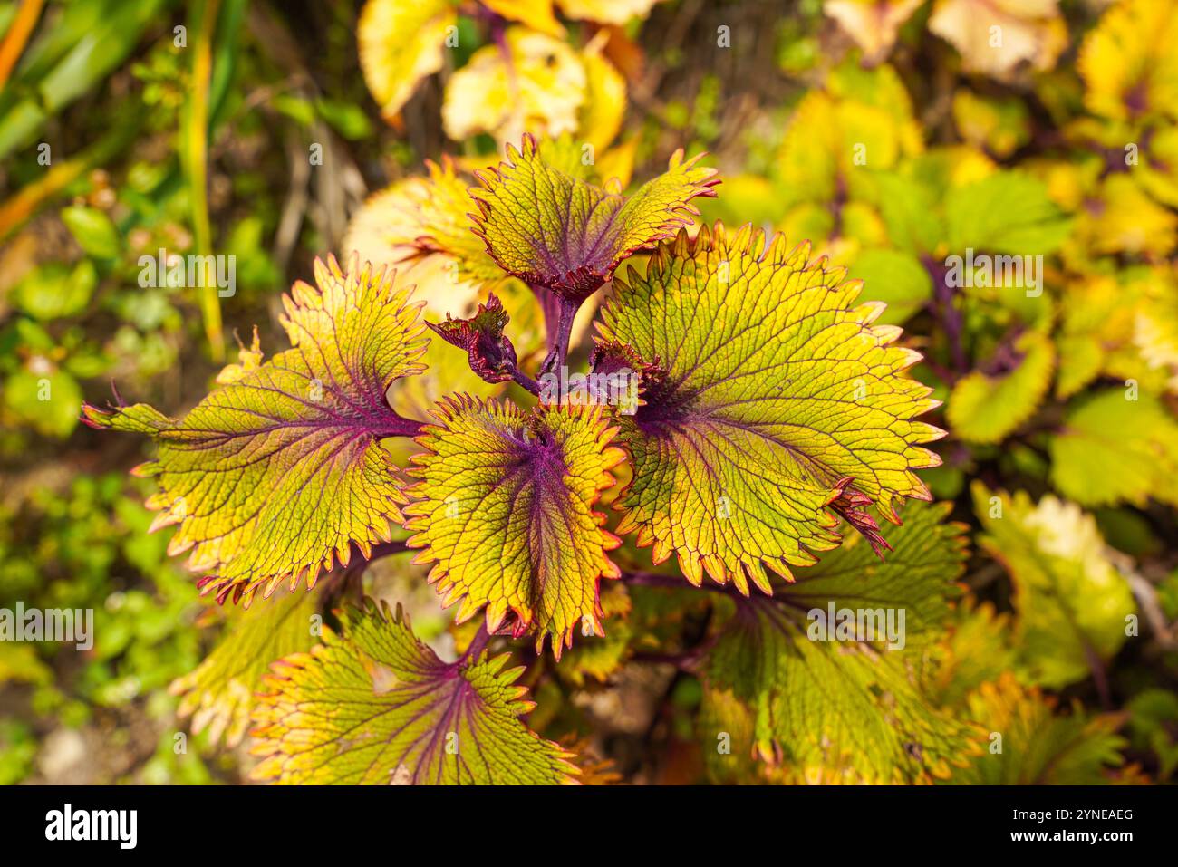 Coleus scutellarioides, commonly known as coleus, is a species of ...