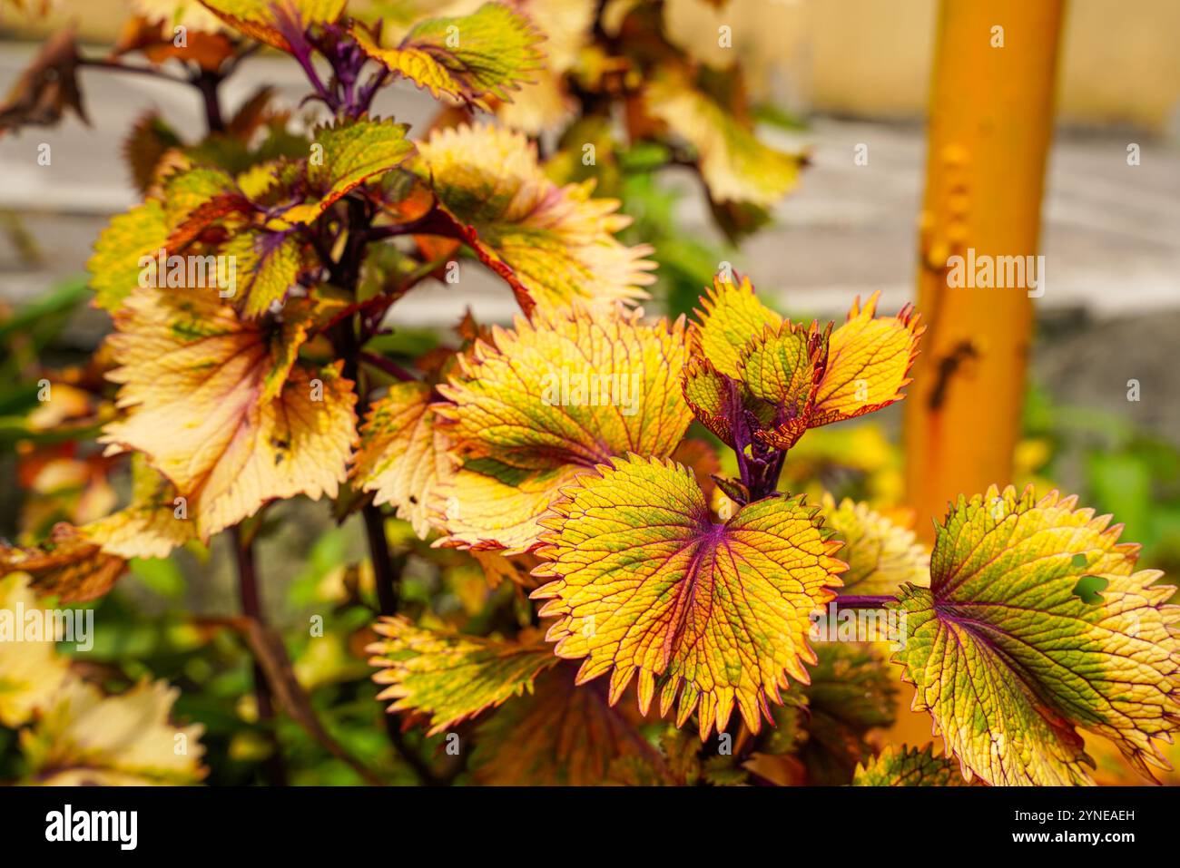 Coleus scutellarioides, commonly known as coleus, is a species of ...