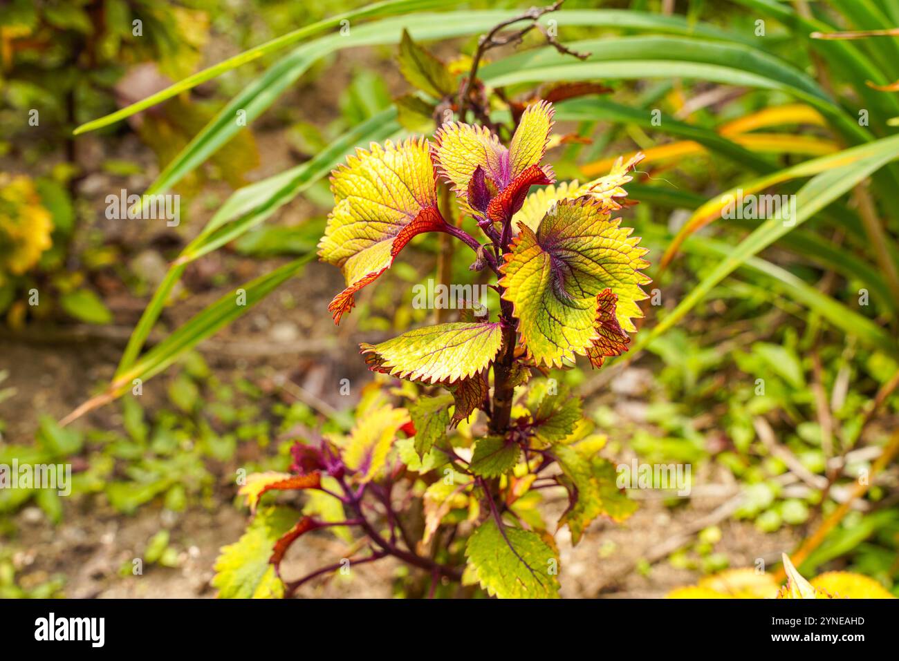 Coleus scutellarioides, commonly known as coleus, is a species of ...