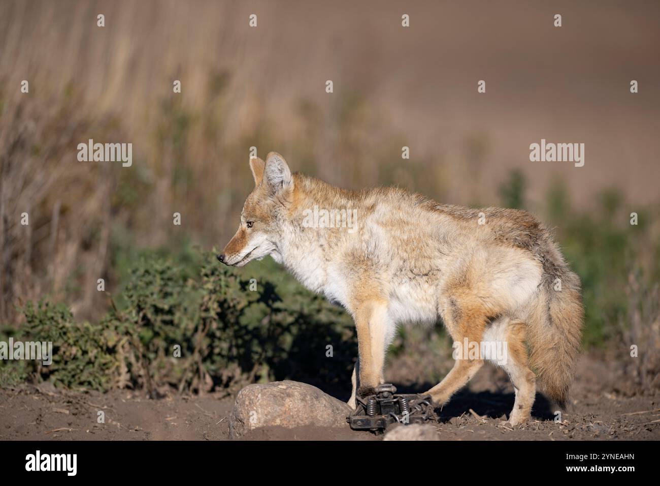 Coyote Trapping in North Dakota Stock Photo - Alamy