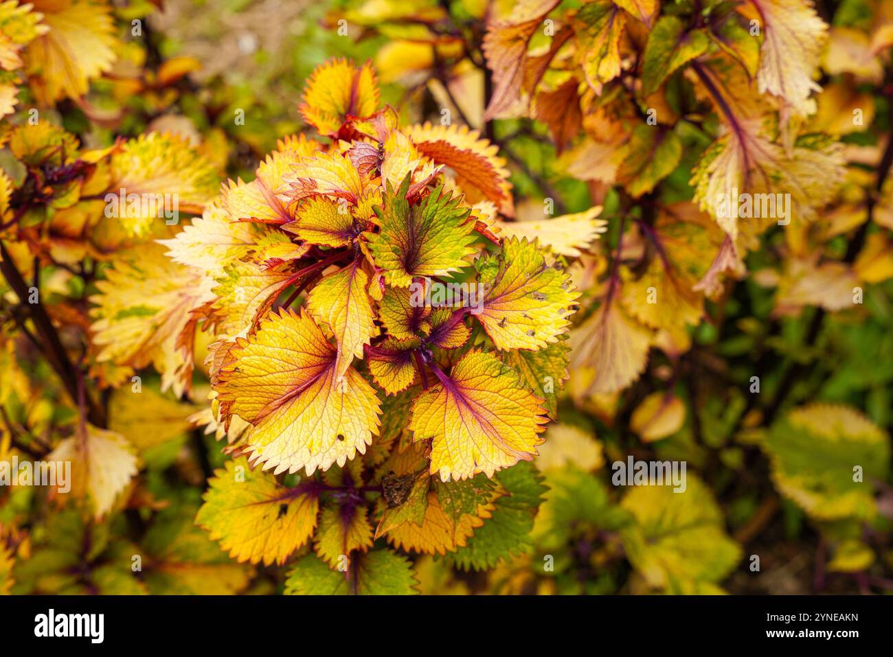 Coleus scutellarioides, commonly known as coleus, is a species of ...