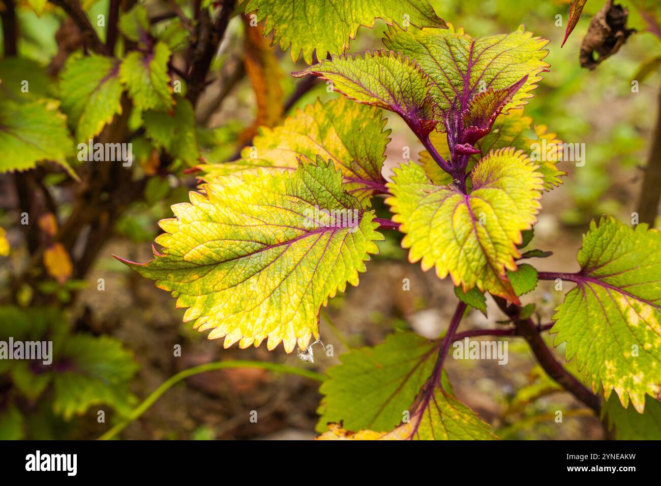 Coleus scutellarioides, commonly known as coleus, is a species of ...