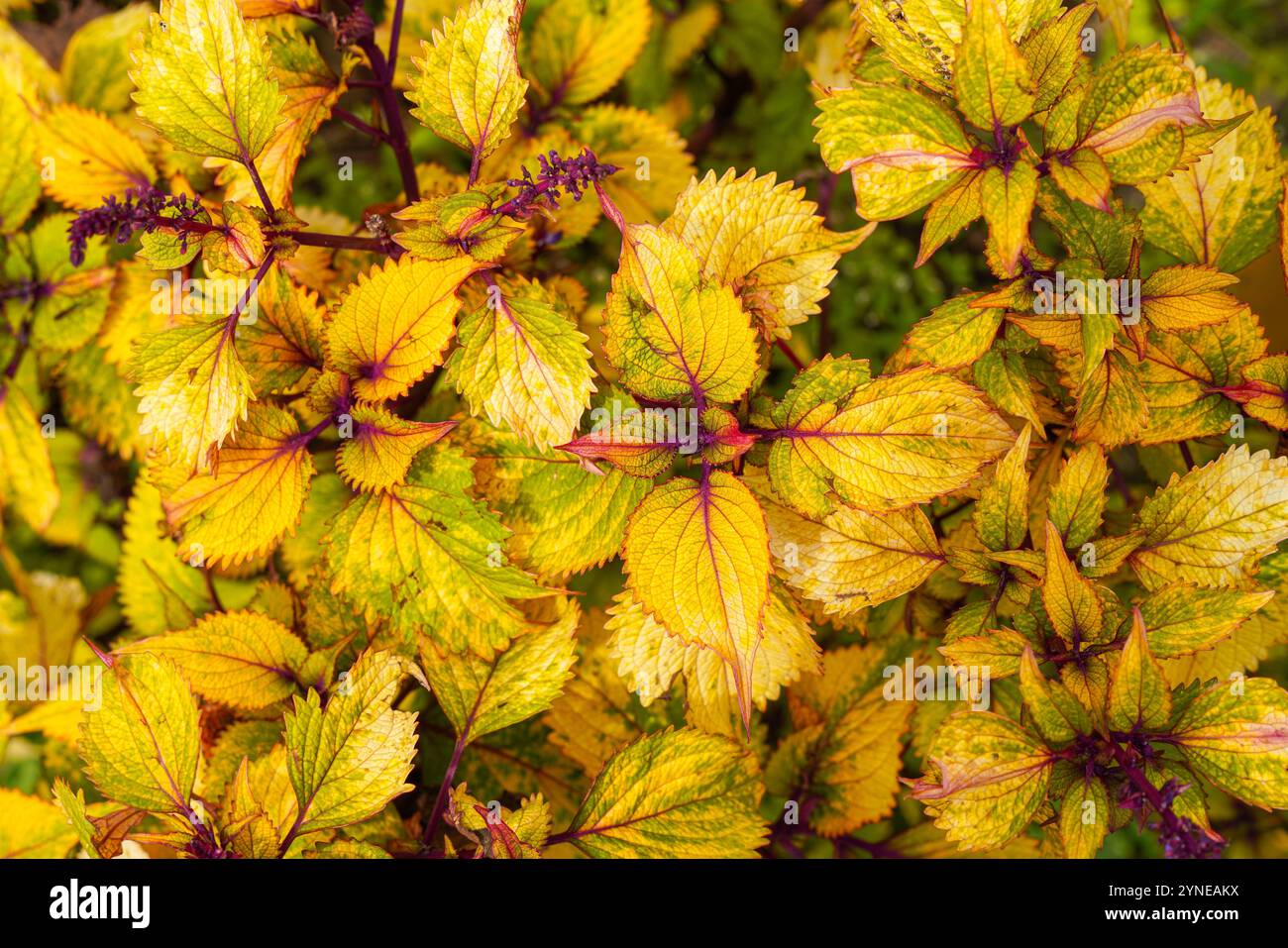 Coleus scutellarioides, commonly known as coleus, is a species of ...