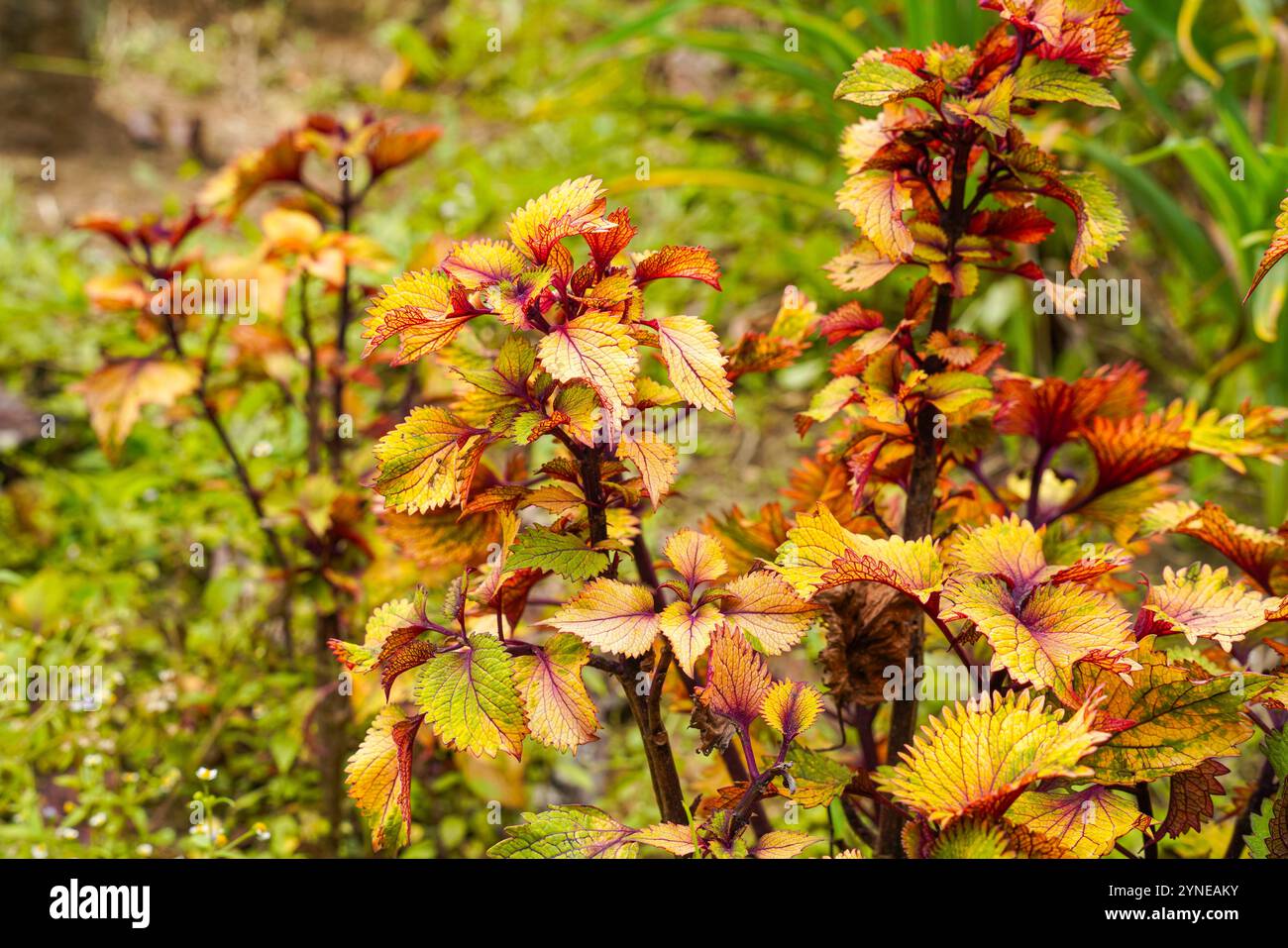 Coleus scutellarioides, commonly known as coleus, is a species of ...