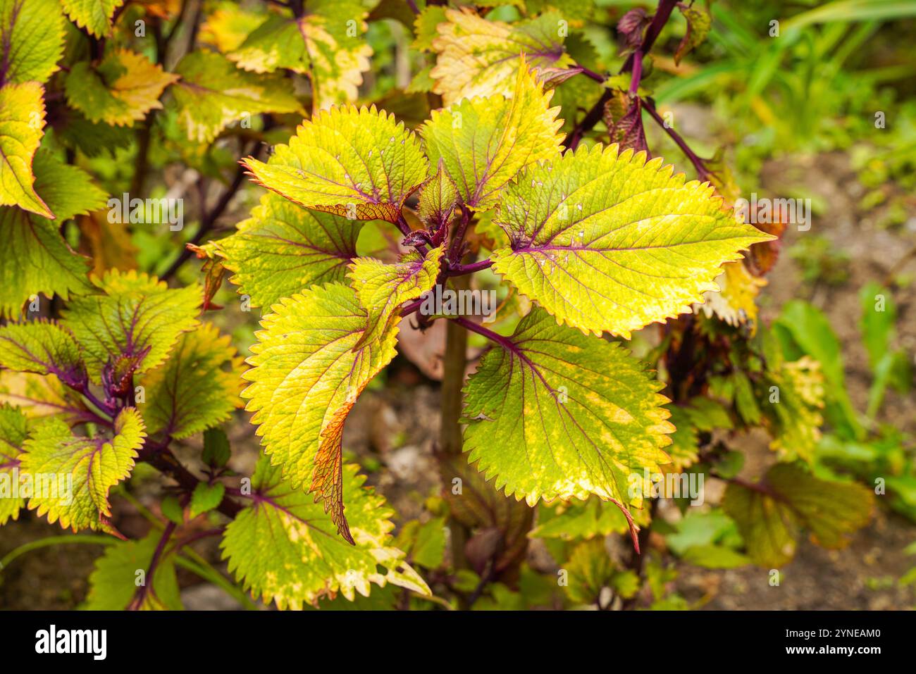 Coleus scutellarioides, commonly known as coleus, is a species of ...