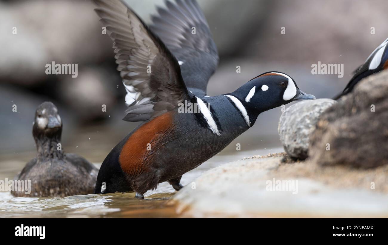 Harlequin duck alaska hi-res stock photography and images - Alamy