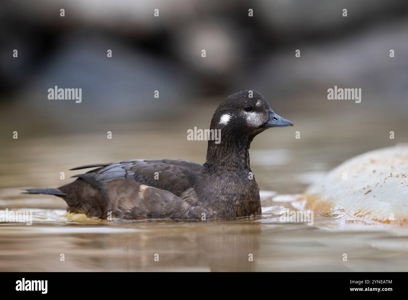 Harlequin duck, alaska hi-res stock photography and images - Alamy