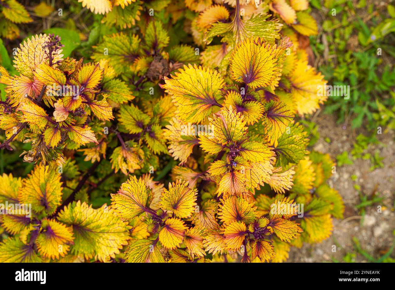 Coleus scutellarioides, commonly known as coleus, is a species of ...