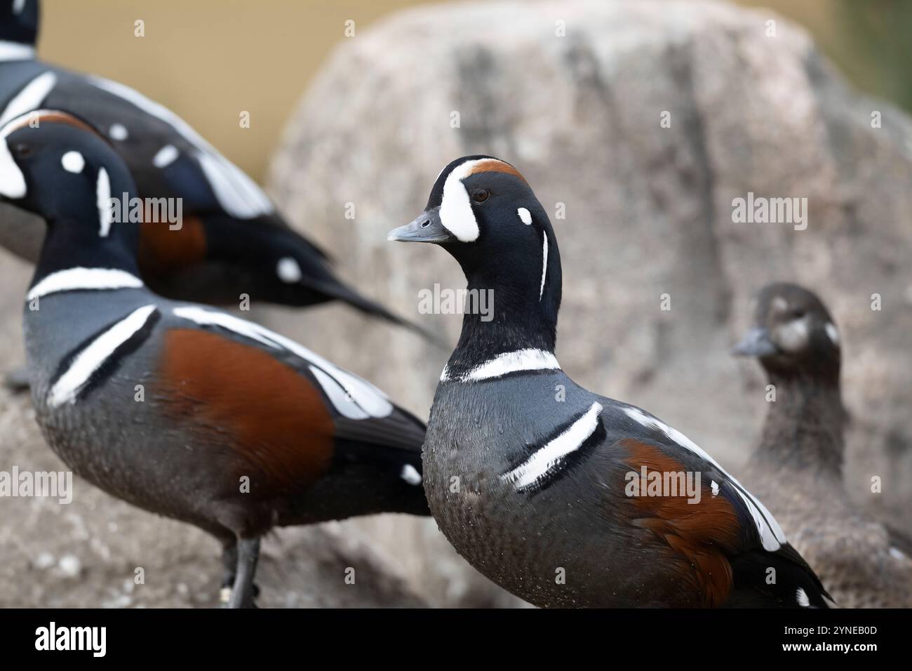 Harlequin duck, alaska hi-res stock photography and images - Alamy