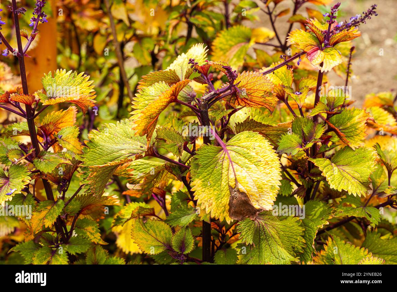 Coleus scutellarioides, commonly known as coleus, is a species of ...