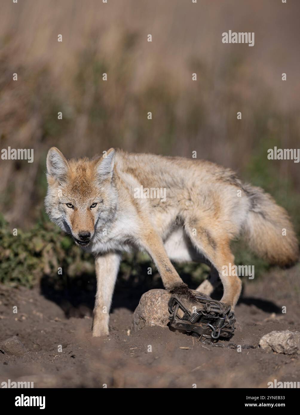 Coyote Trapping in North Dakota Stock Photo - Alamy