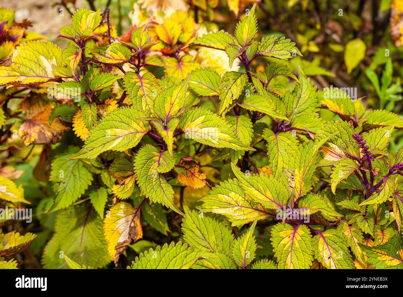 Coleus scutellarioides, commonly known as coleus, is a species of ...