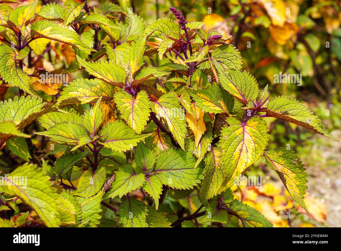 Coleus scutellarioides, commonly known as coleus, is a species of ...