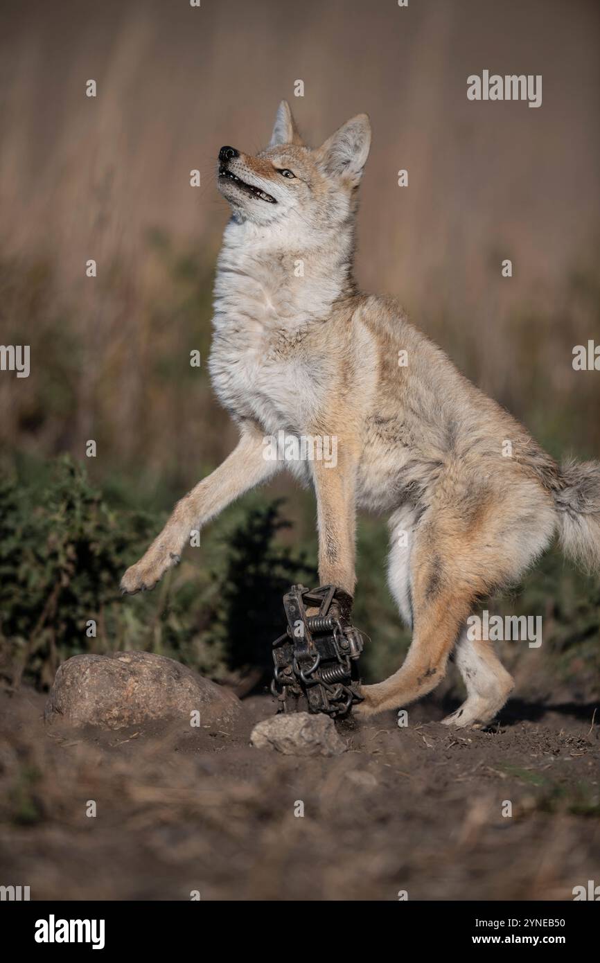 Coyotes in North Dakota Stock Photo - Alamy