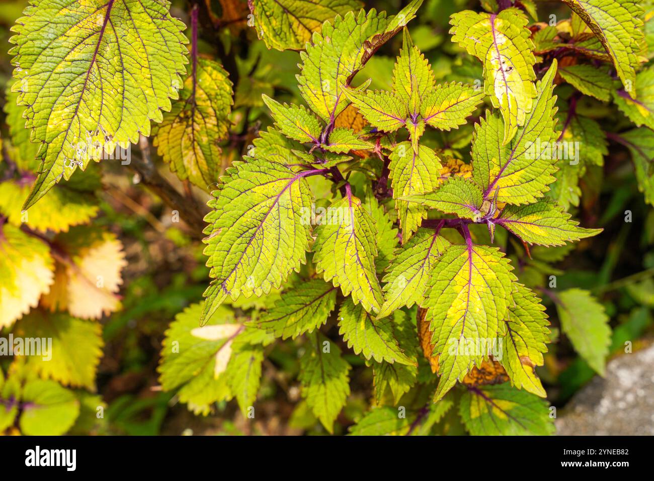 Coleus scutellarioides, commonly known as coleus, is a species of ...