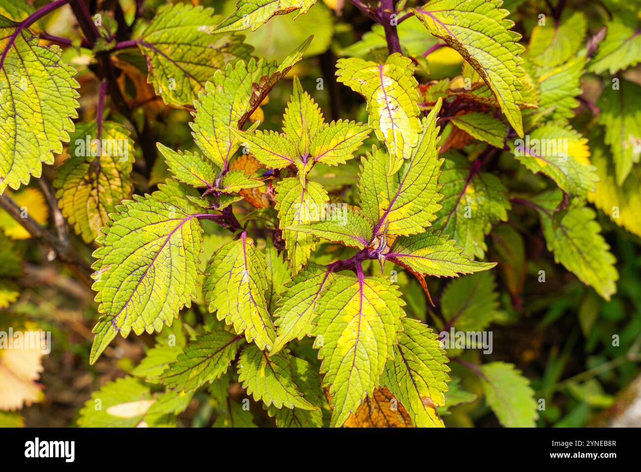 Coleus scutellarioides, commonly known as coleus, is a species of ...