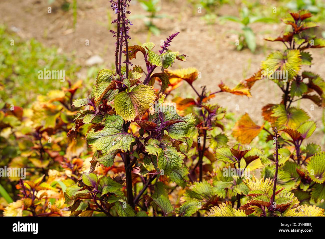 Coleus scutellarioides, commonly known as coleus, is a species of ...