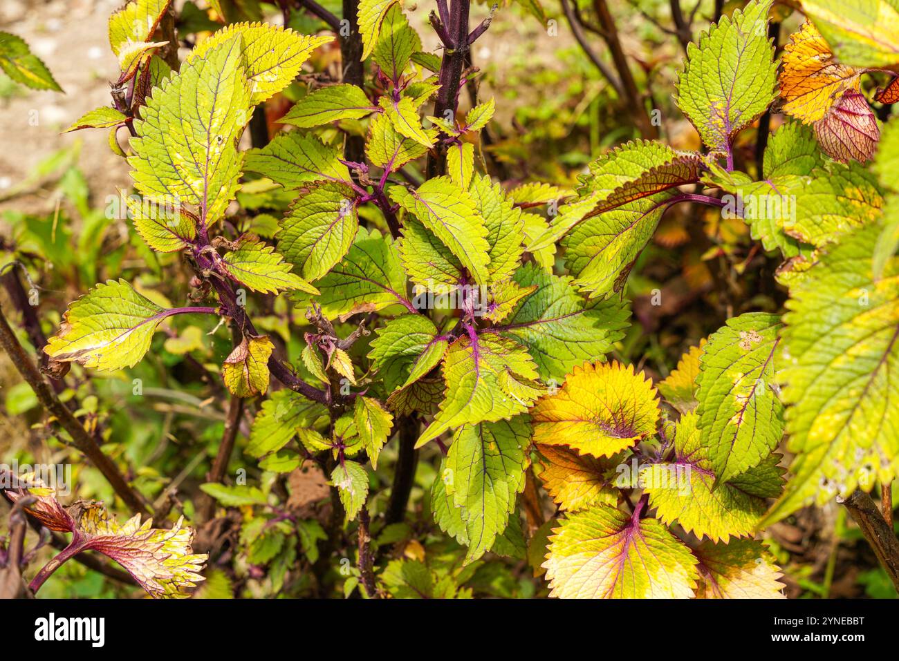 Coleus scutellarioides, commonly known as coleus, is a species of ...