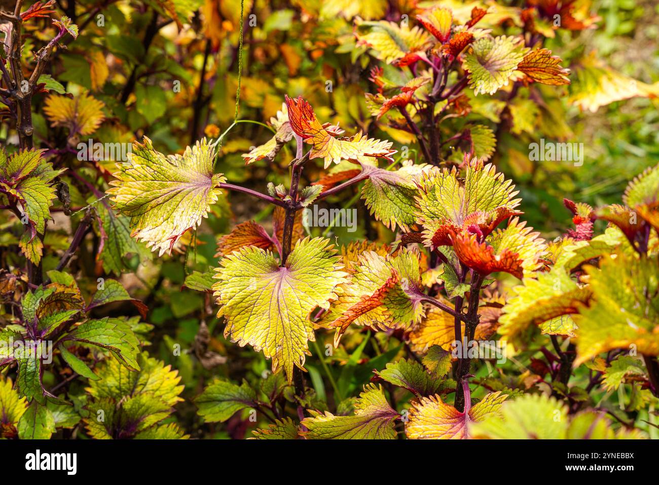 Coleus scutellarioides, commonly known as coleus, is a species of ...