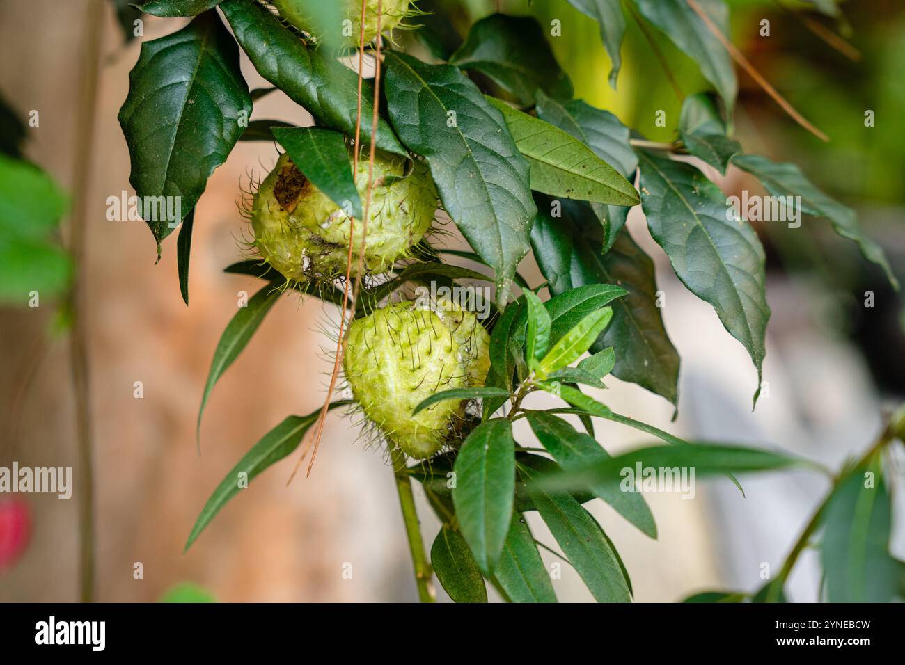 Gomphocarpus physocarpus, commonly known as hairy balls, balloonplant ...
