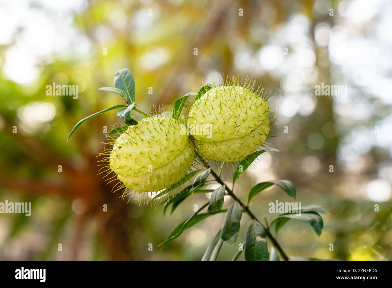 Gomphocarpus physocarpus, commonly known as hairy balls, balloonplant ...