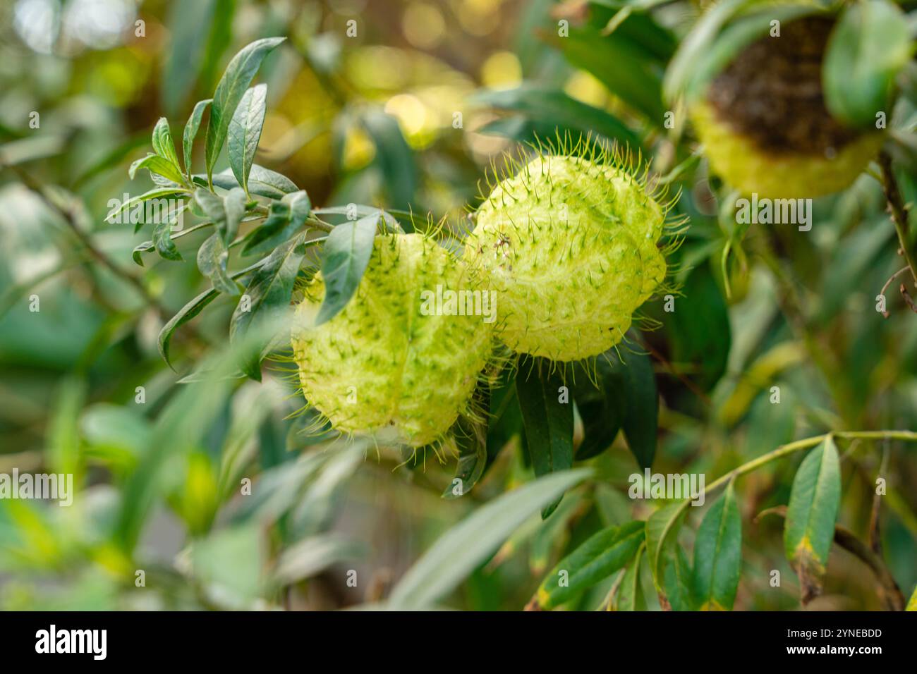 Gomphocarpus physocarpus, commonly known as hairy balls, balloonplant ...