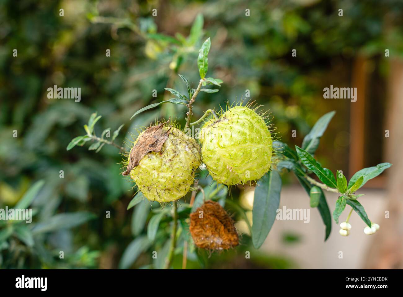 Gomphocarpus physocarpus, commonly known as hairy balls, balloonplant ...