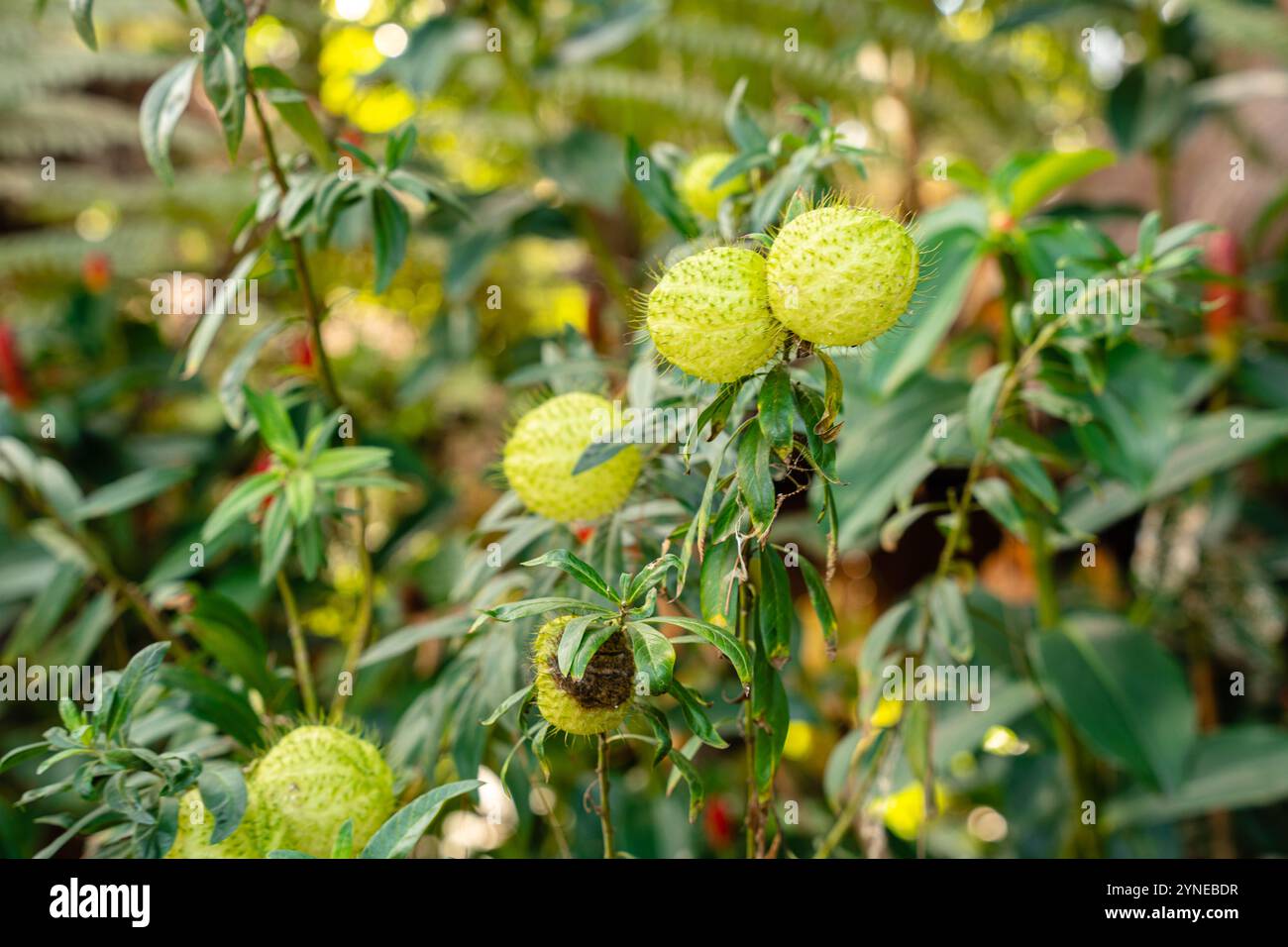 Gomphocarpus physocarpus, commonly known as hairy balls, balloonplant ...