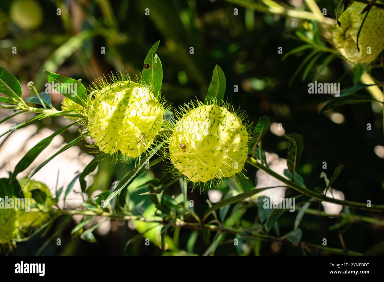 Gomphocarpus physocarpus, commonly known as hairy balls, balloonplant ...