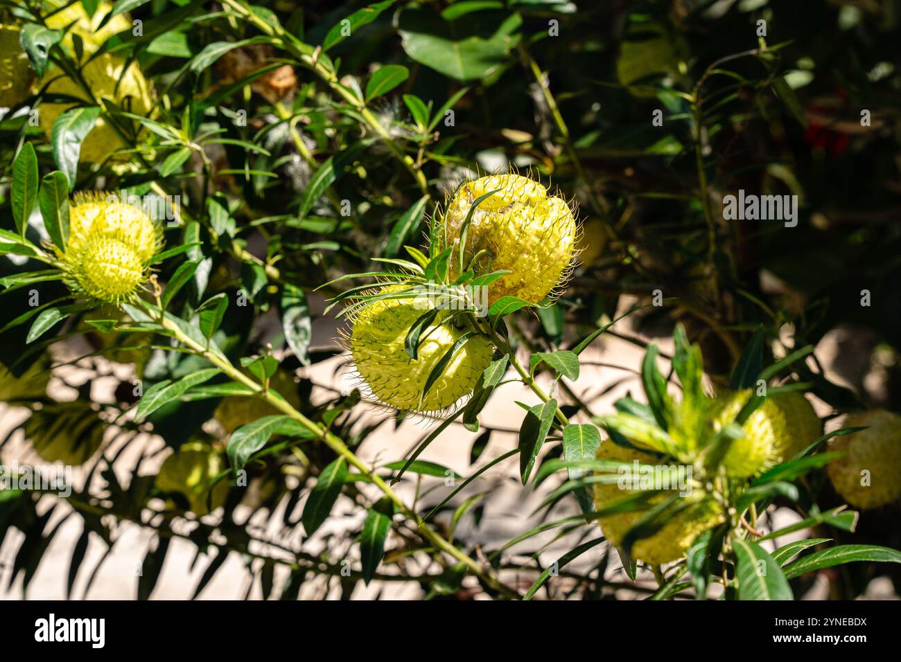 Gomphocarpus physocarpus, commonly known as hairy balls, balloonplant ...