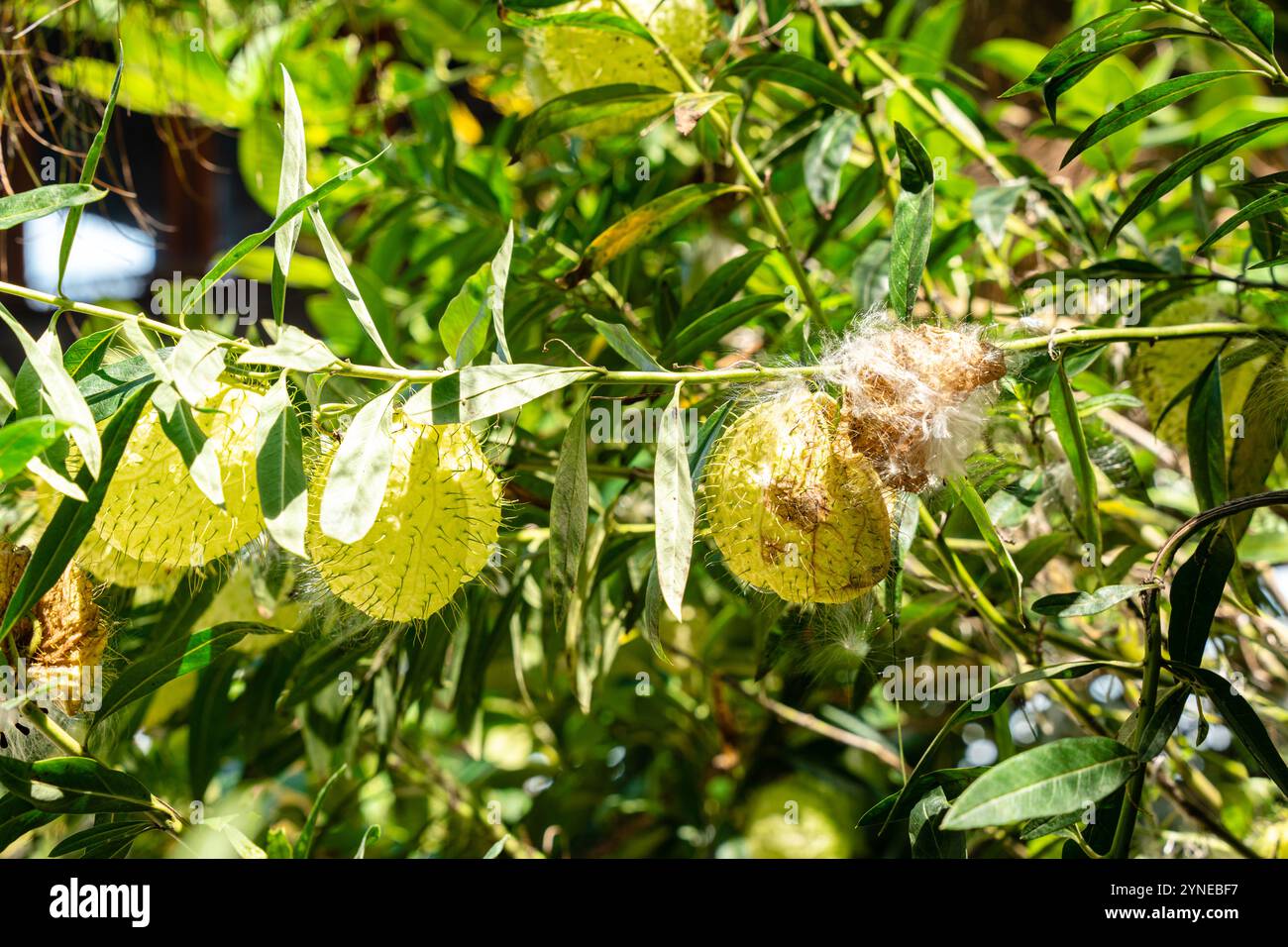 Gomphocarpus physocarpus, commonly known as hairy balls, balloonplant ...