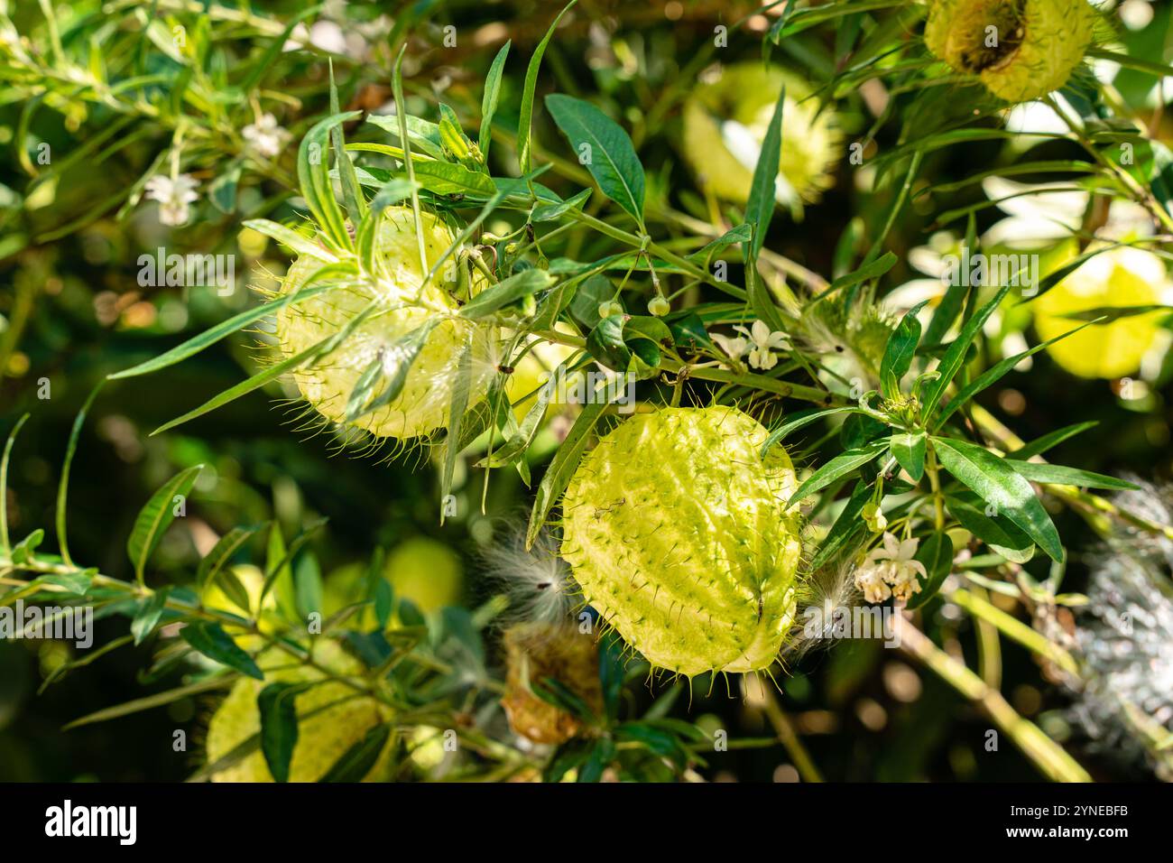 Gomphocarpus physocarpus, commonly known as hairy balls, balloonplant ...