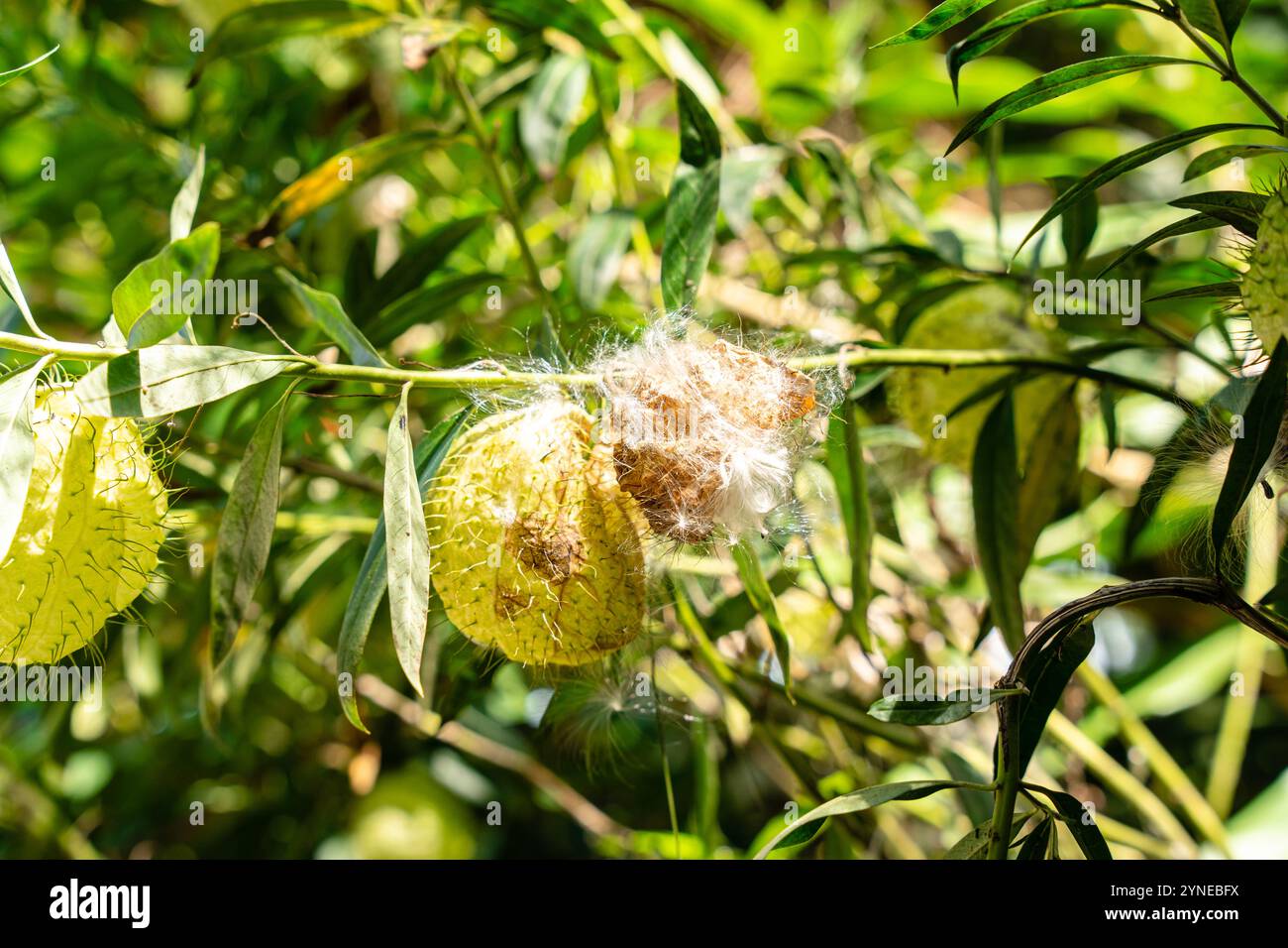 Gomphocarpus physocarpus, commonly known as hairy balls, balloonplant ...