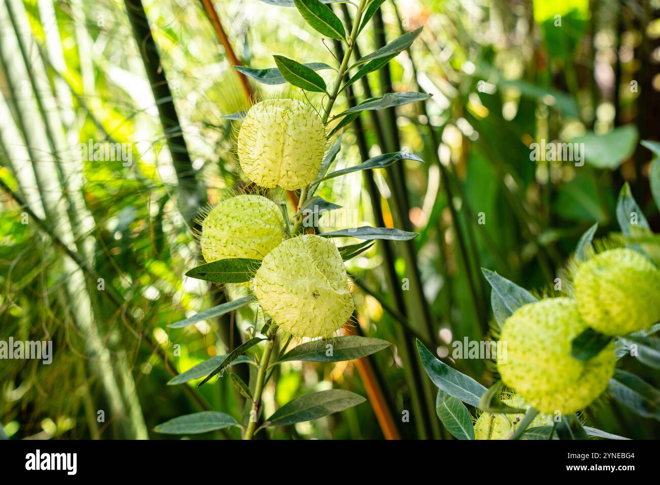 Gomphocarpus physocarpus, commonly known as hairy balls, balloonplant ...