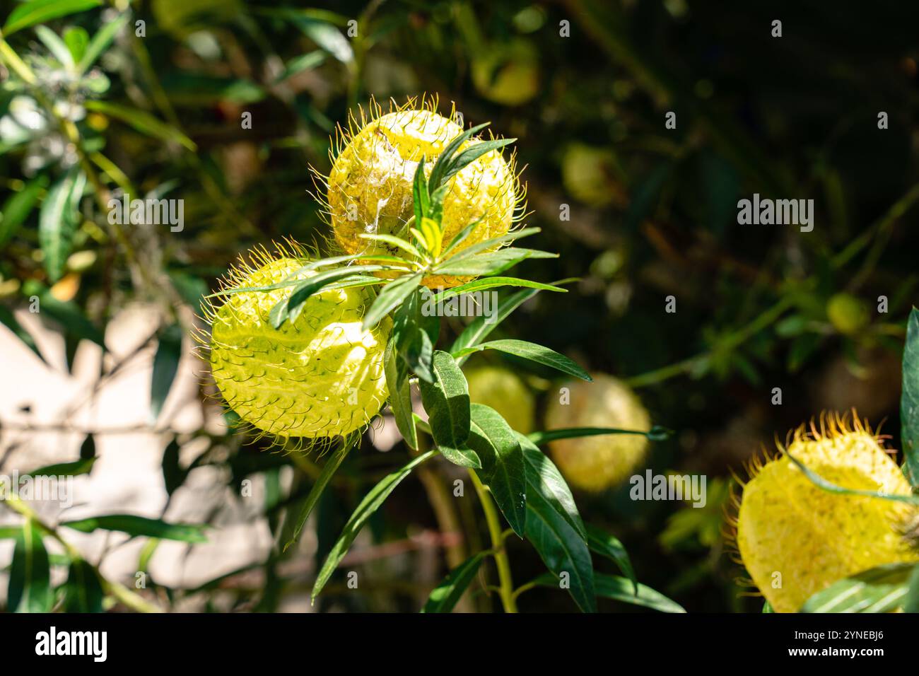 Gomphocarpus physocarpus, commonly known as hairy balls, balloonplant ...