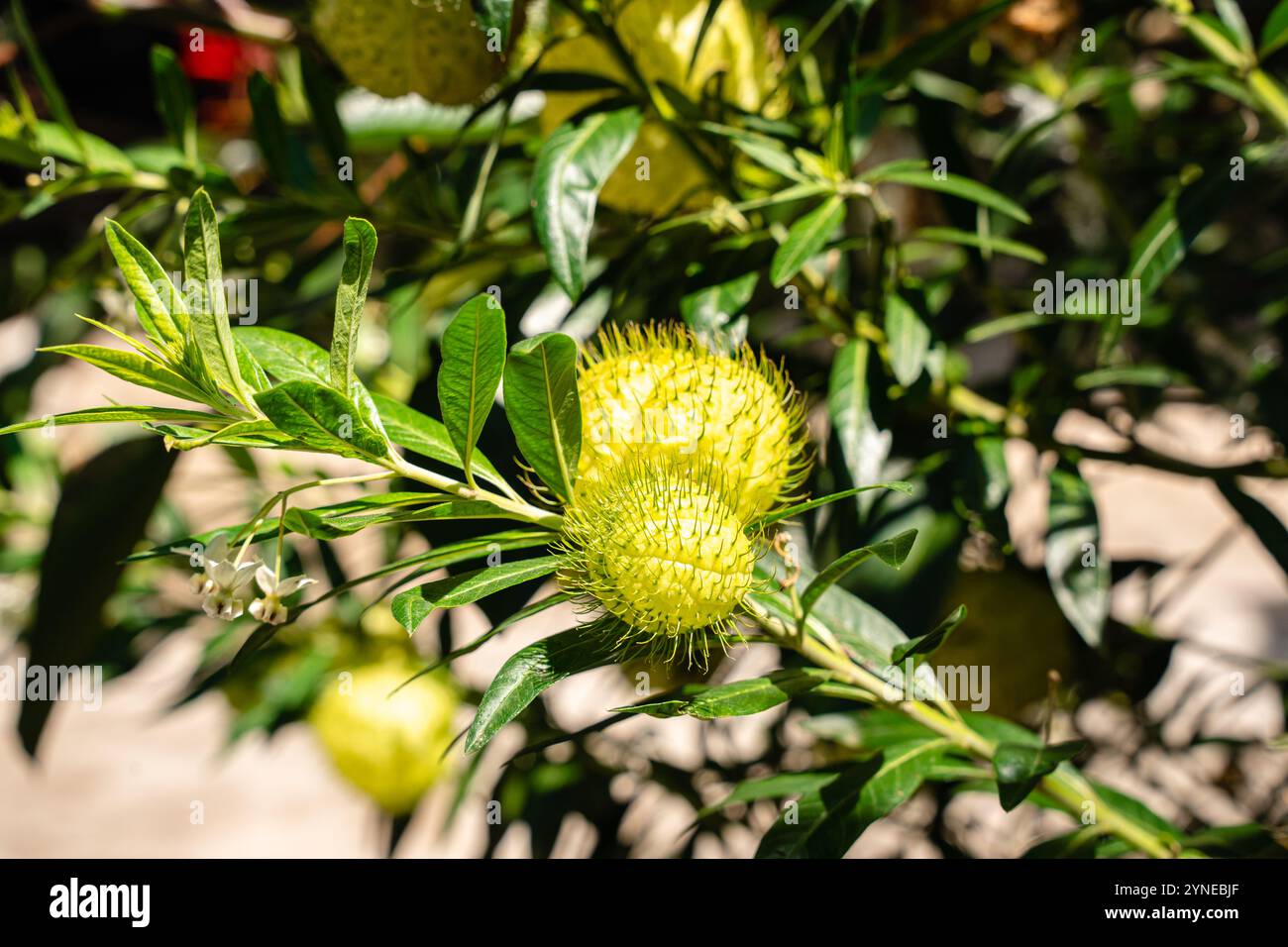 Gomphocarpus physocarpus, commonly known as hairy balls, balloonplant ...