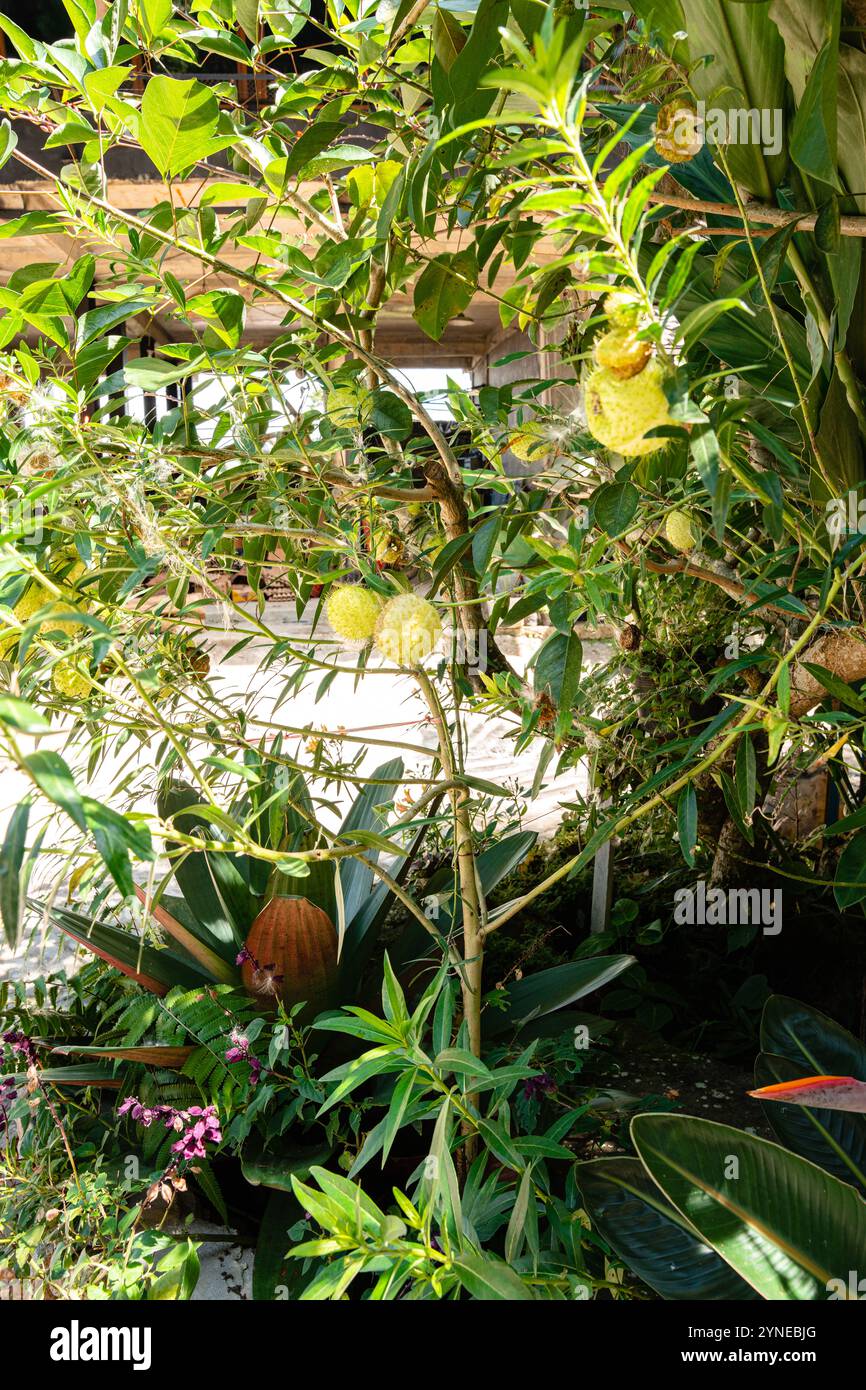 Gomphocarpus physocarpus, commonly known as hairy balls, balloonplant ...