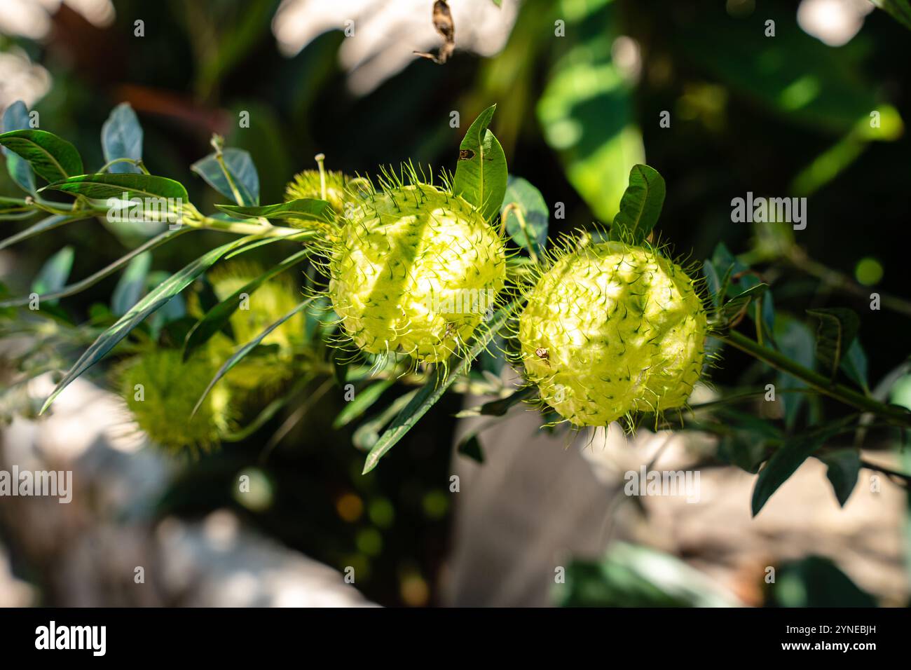 Gomphocarpus physocarpus, commonly known as hairy balls, balloonplant ...