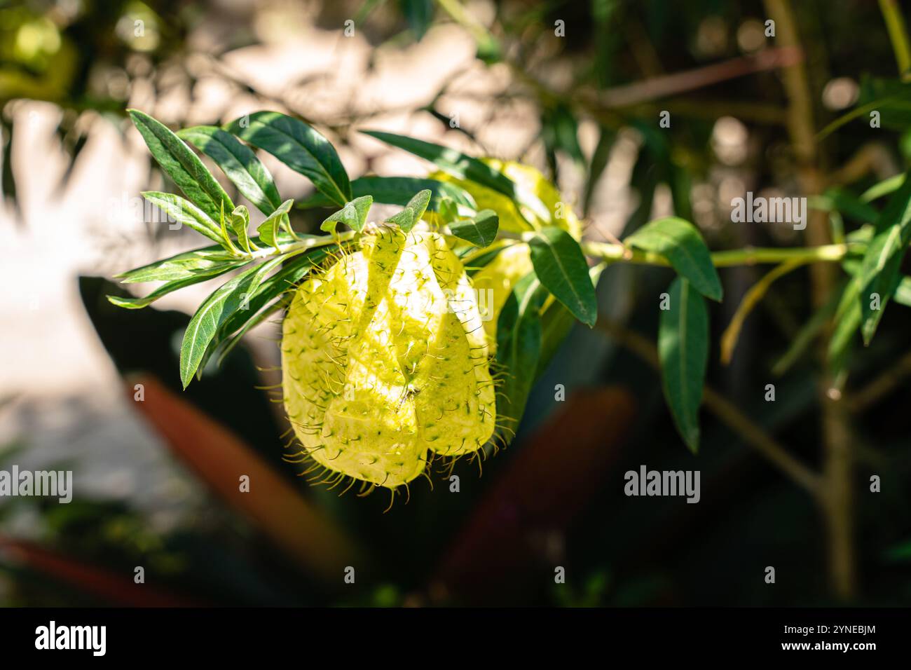 Gomphocarpus physocarpus, commonly known as hairy balls, balloonplant ...