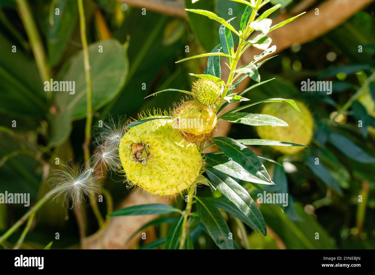 Gomphocarpus physocarpus, commonly known as hairy balls, balloonplant ...