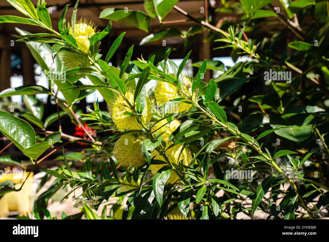 Gomphocarpus physocarpus, commonly known as hairy balls, balloonplant ...