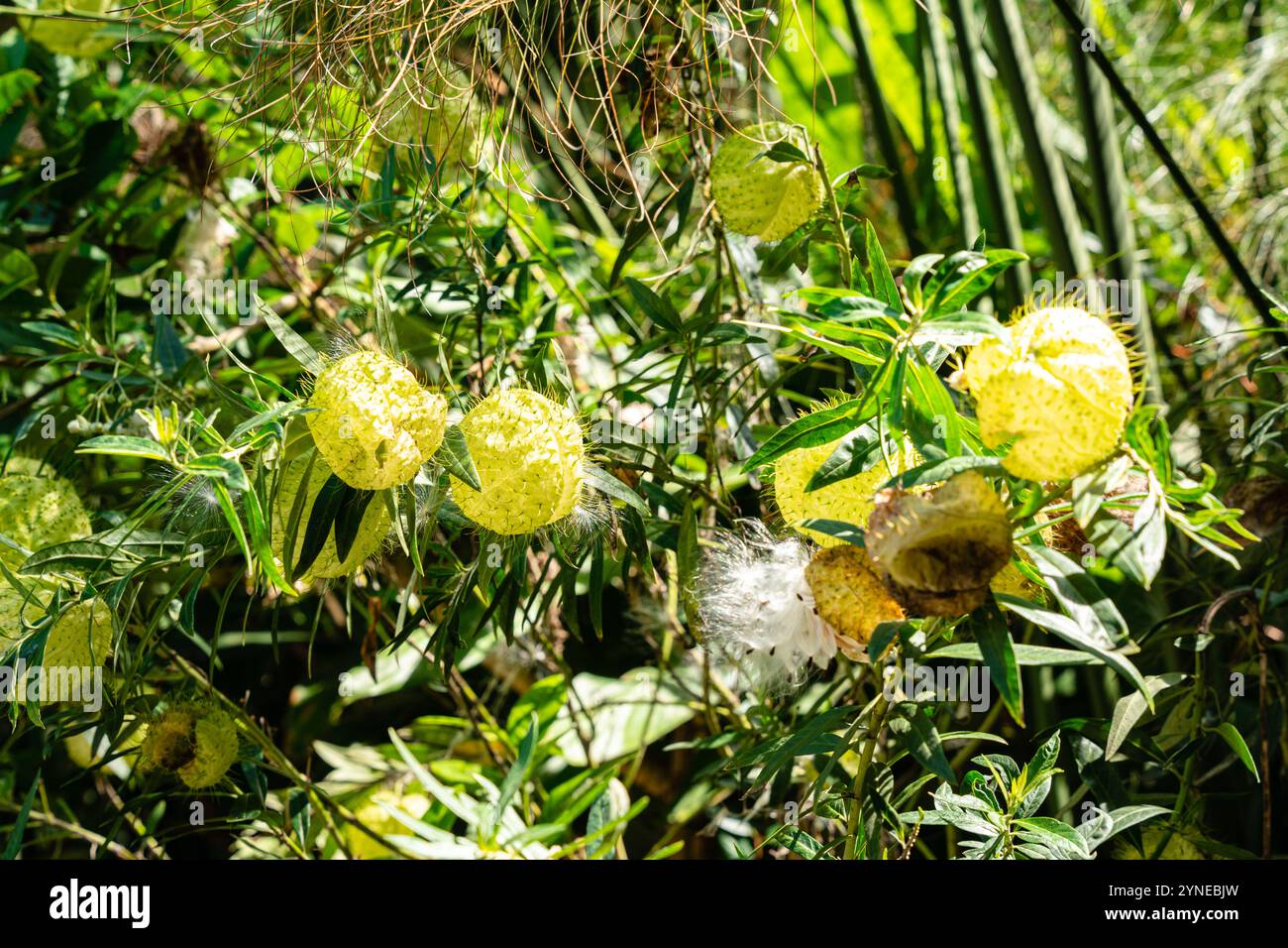 Gomphocarpus physocarpus, commonly known as hairy balls, balloonplant ...